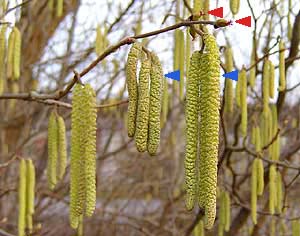 Homepage, Ingo Schendel