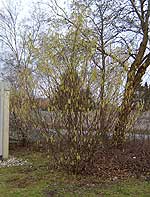 Homepage, Ingo Schendel