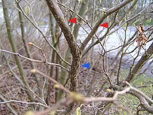 Homepage, Ingo Schendel