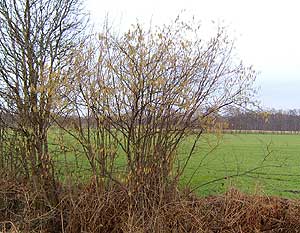 Homepage, Ingo Schendel