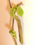 Homepage, Ingo Schendel