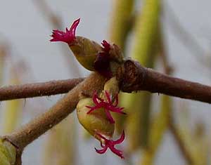 Homepage, Ingo Schendel